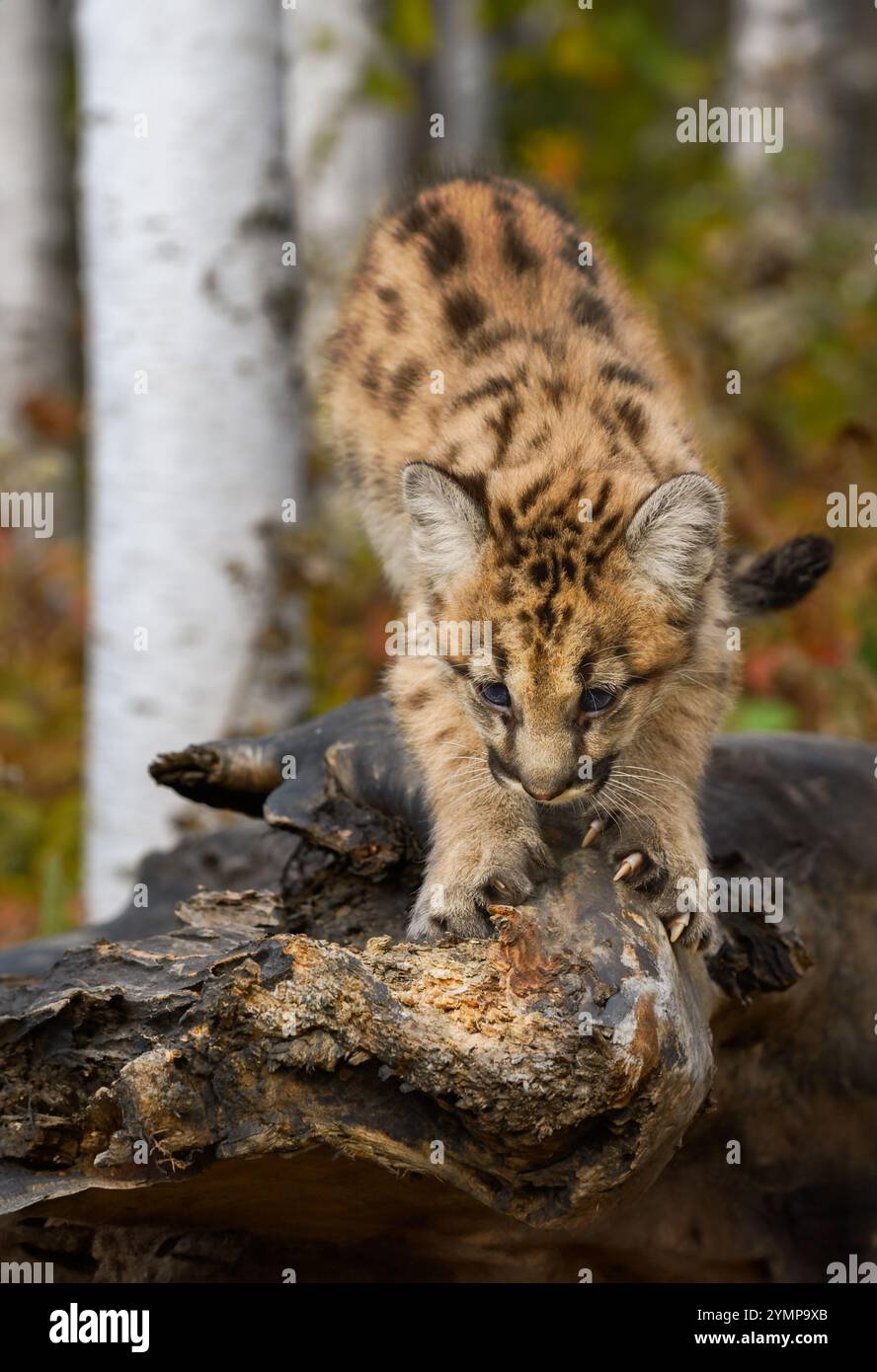 Cat sharpens claws on hi-res stock photography and images - Alamy