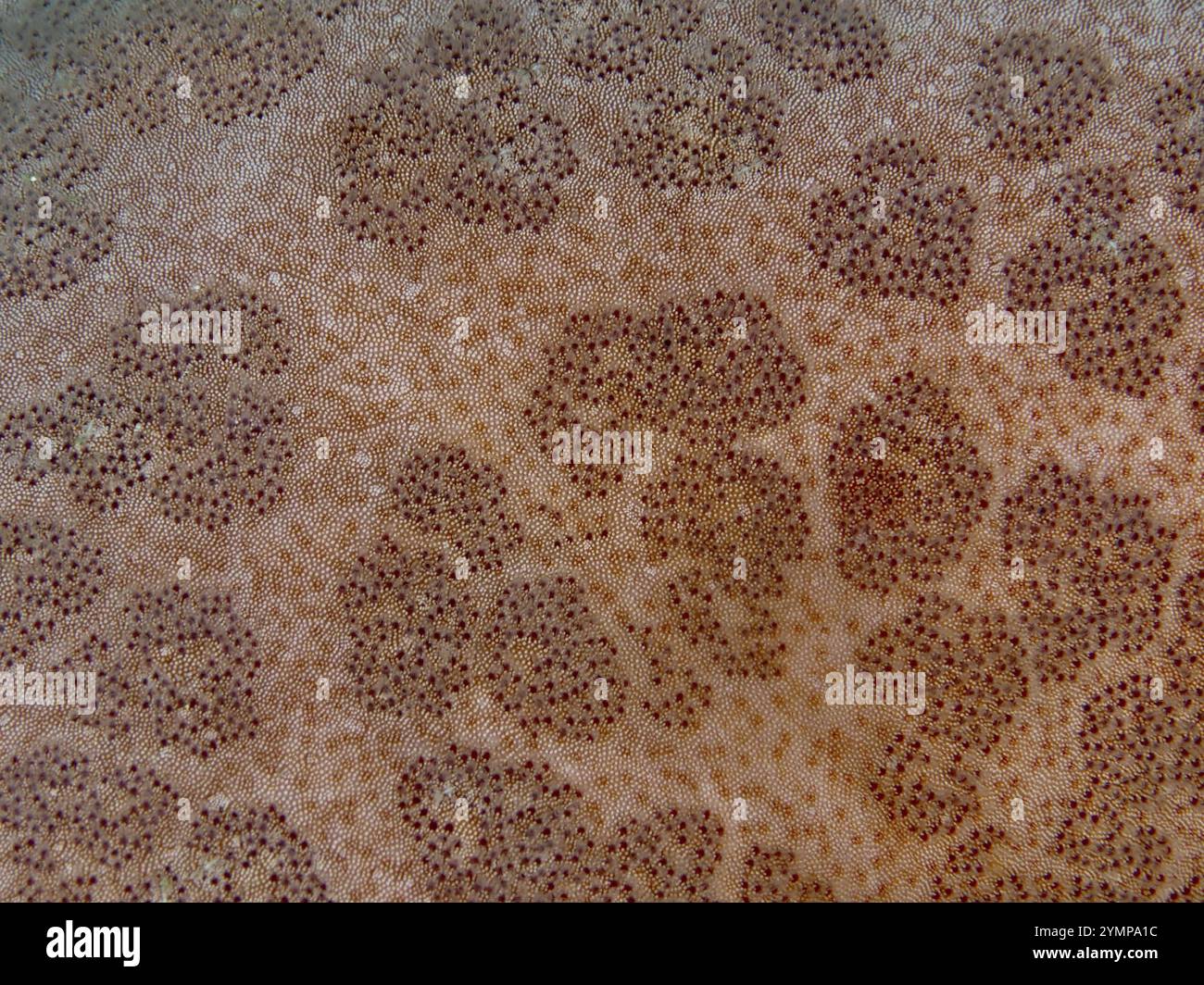 Detailed close-up of the structured surface of a starfish, granulated ...