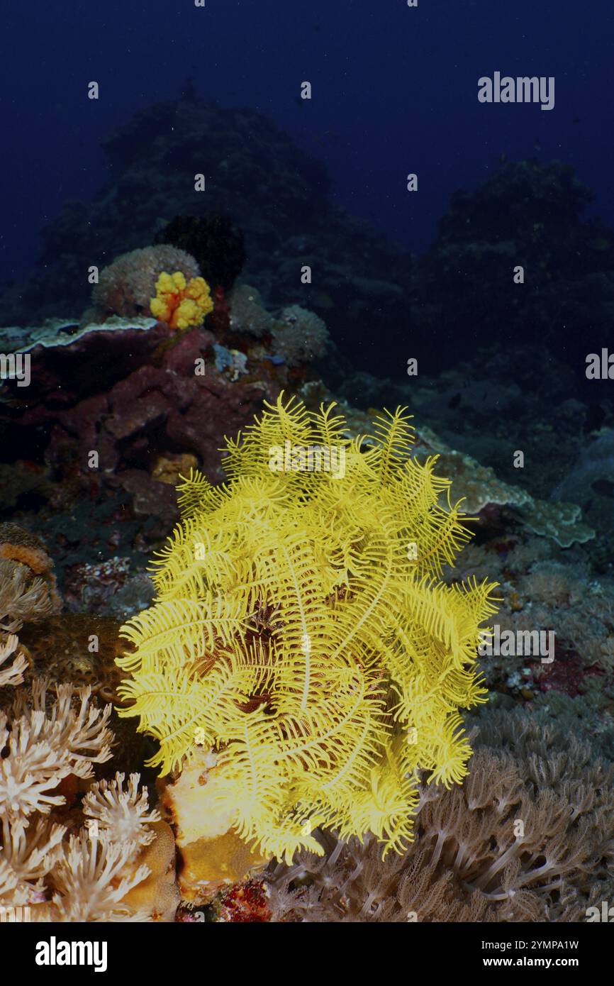 Bright yellow feather star, Bushy feather star, Variable feather star ...