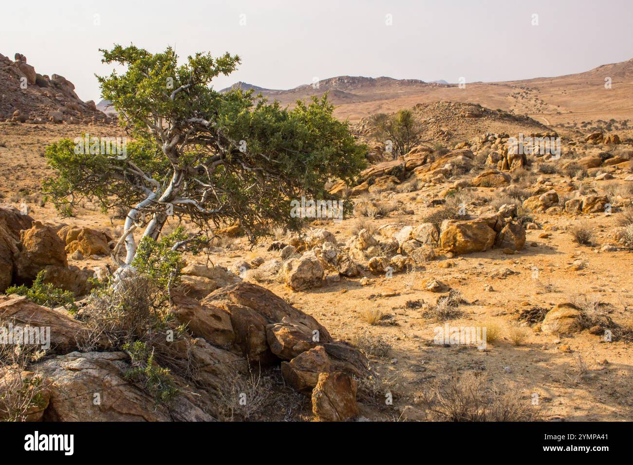 A small sampling of a Shepards tree, thriving in the apparent barren ...