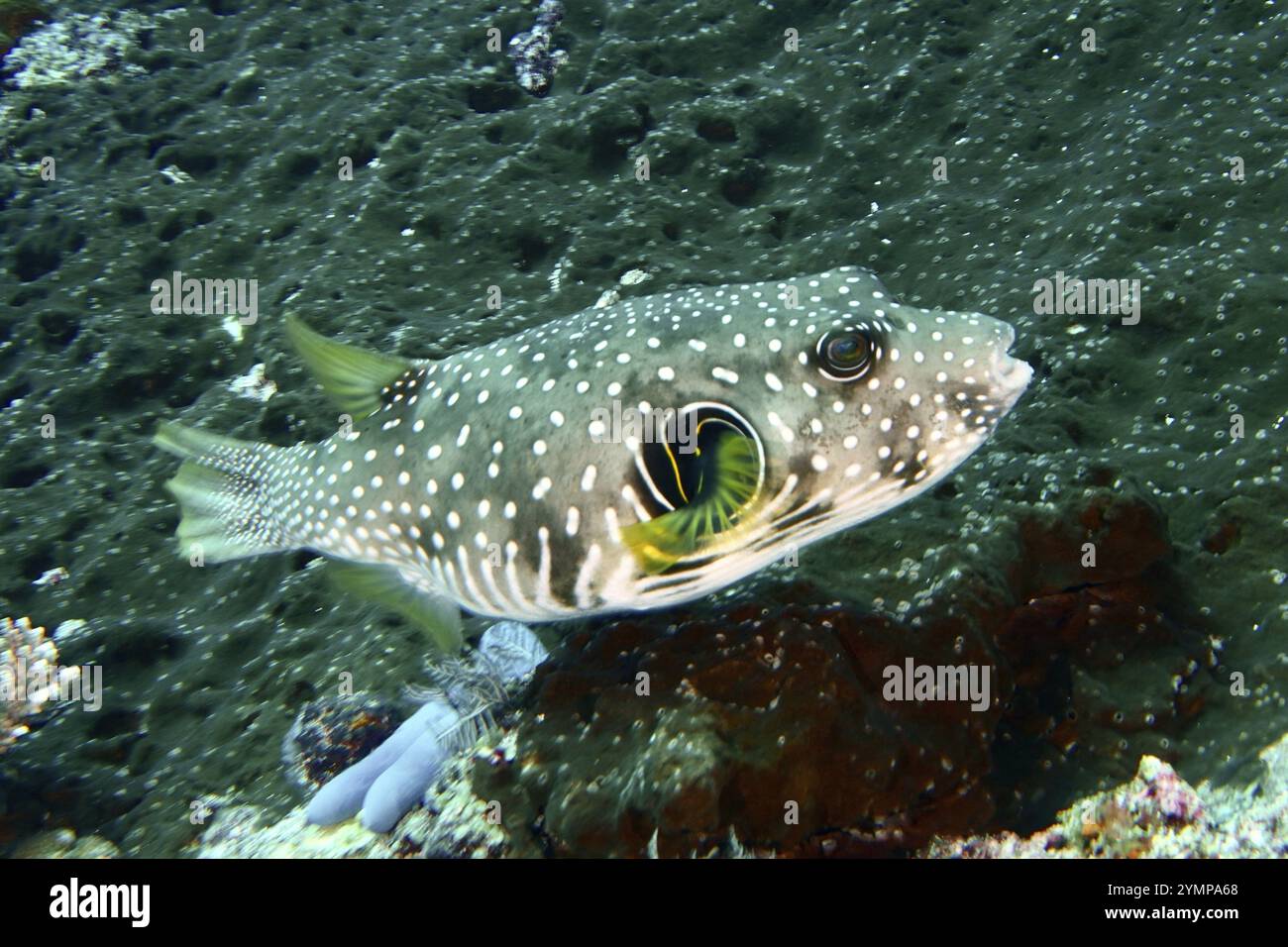 A spotted white-spotted pufferfish (Arothron hispidus) swimming above a ...