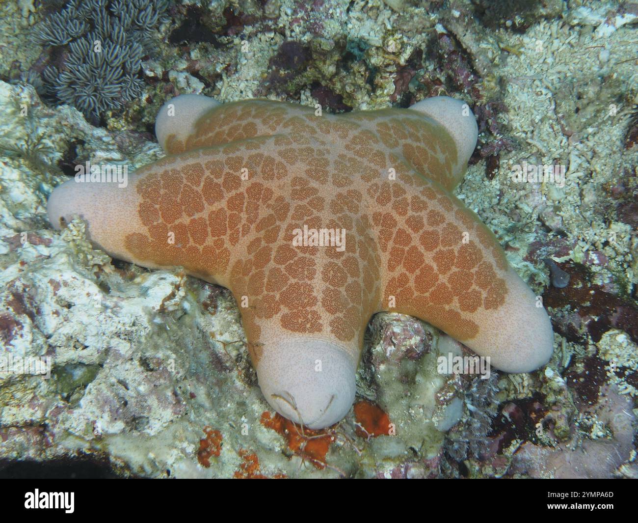 Starfish with orange-coloured patterns, granulated roller star ...