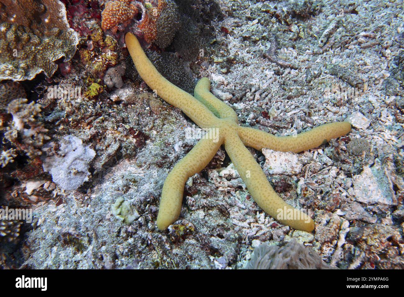 Blue starfish (blue Linckia laevigata), yellow variant, on the seabed ...