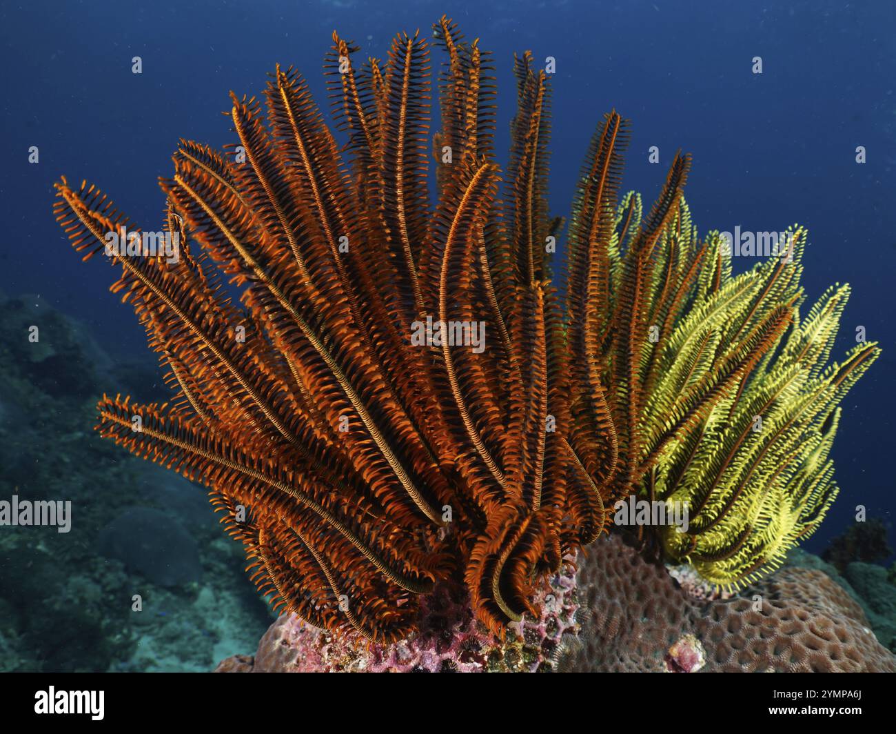 Magnificent red and yellow feather stars, Bushy feather star, Variable ...
