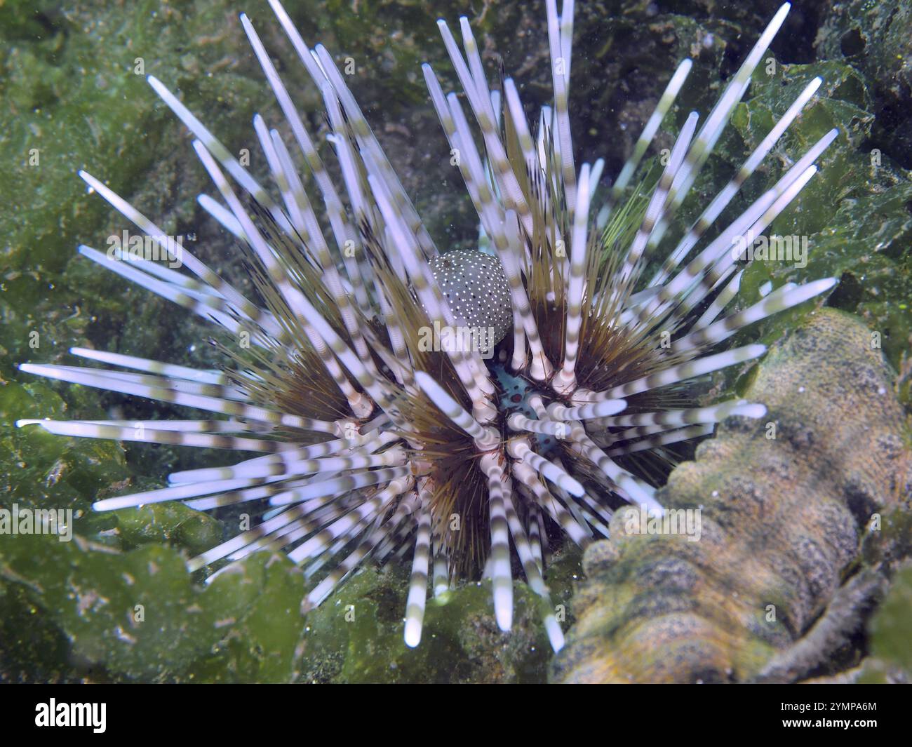 Sea urchin with long, coloured spines, banded sea urchin (Echinothrix ...