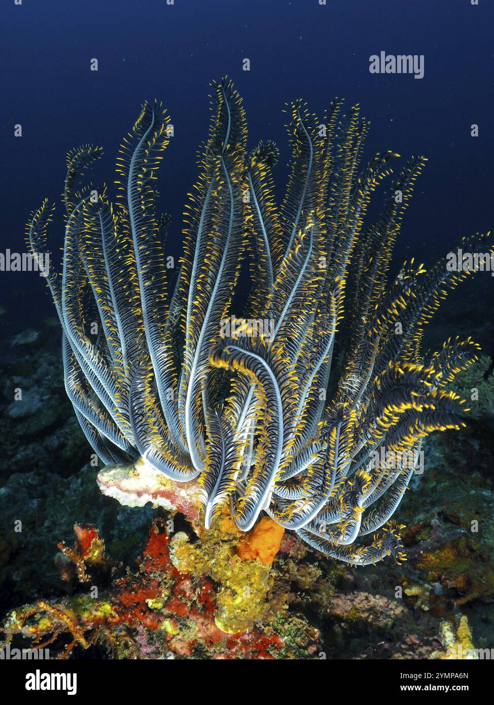 Majestic blue-yellow feather star, Bushy feather star, Variable Yellow ...