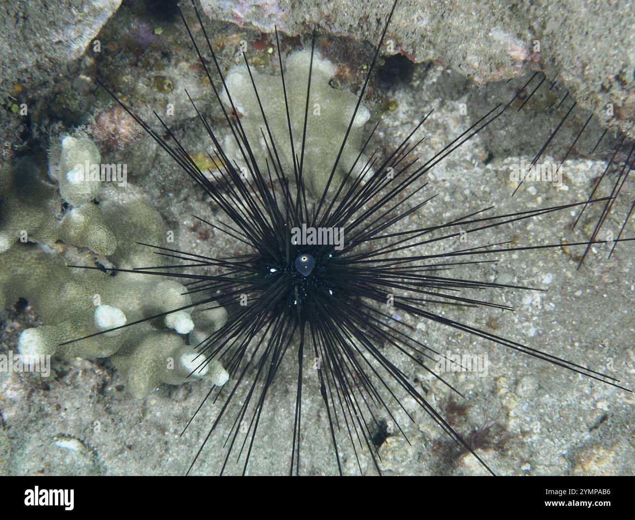 Arbacia lixula with long spines, Diadem sea urchin (Diadema setosum ...