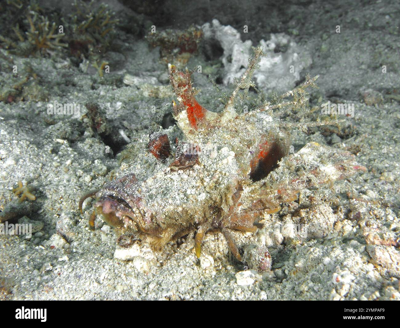 A creature camouflaged by sand, spiny devil fish (Inimicus didactylus ...