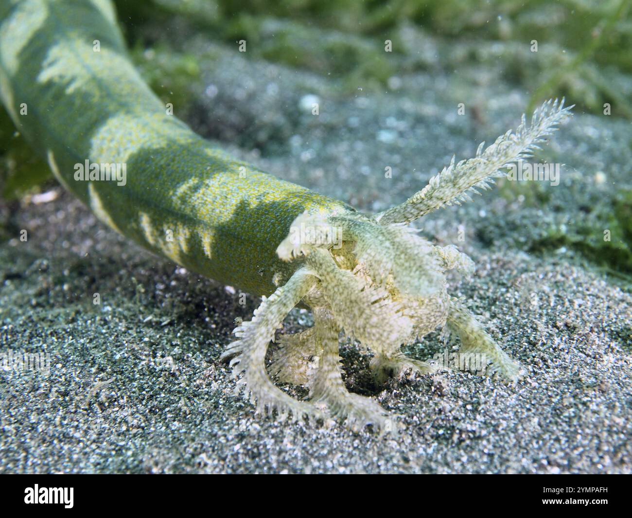 Snakes cucumber hi-res stock photography and images - Alamy