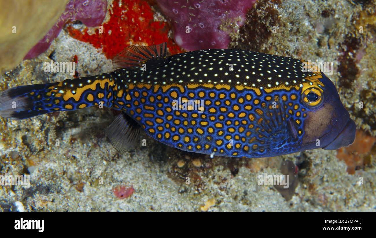 Whitespotted boxfishes hi-res stock photography and images - Alamy
