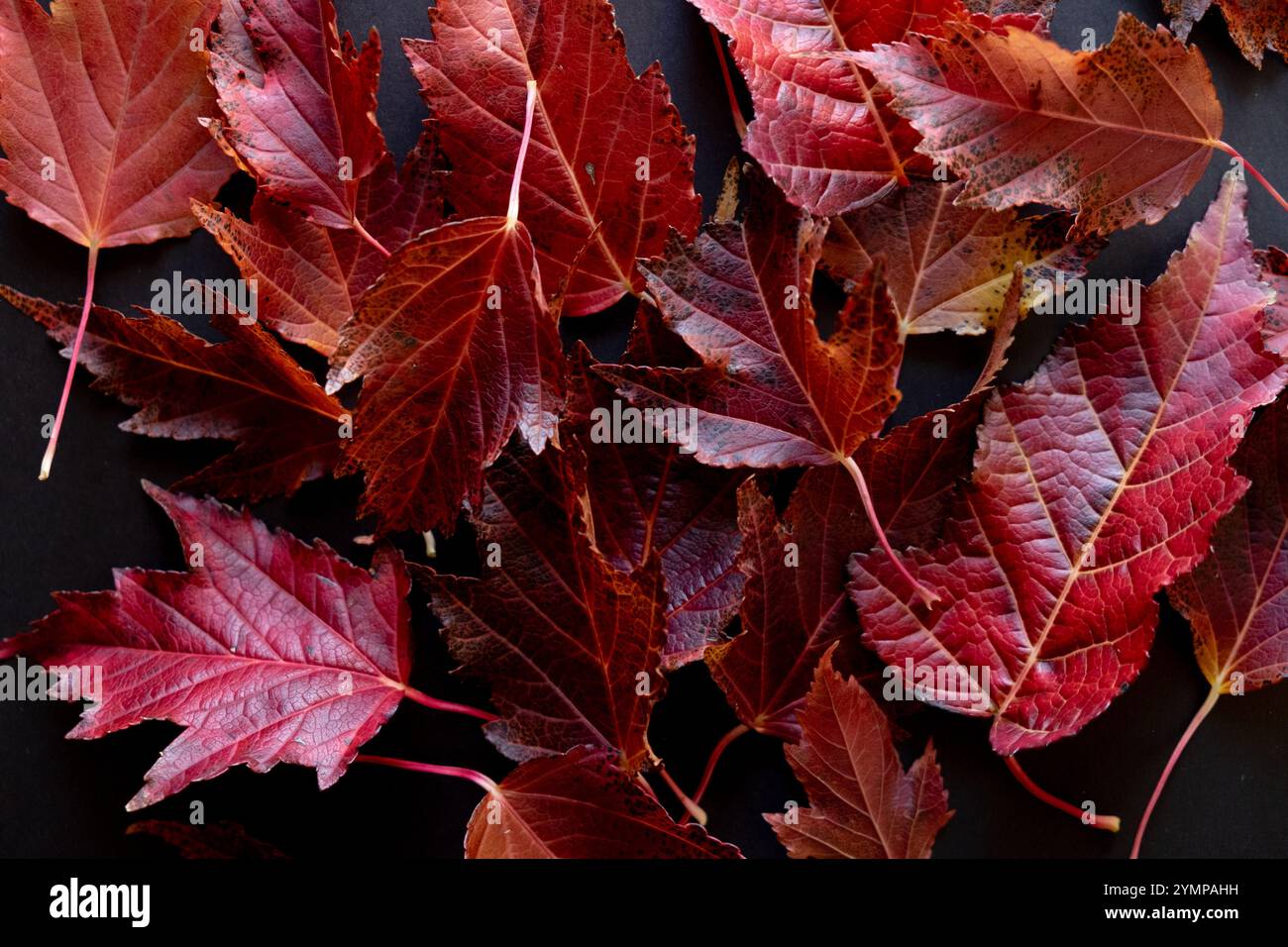 Fall maple leaves on black background Stock Photo - Alamy