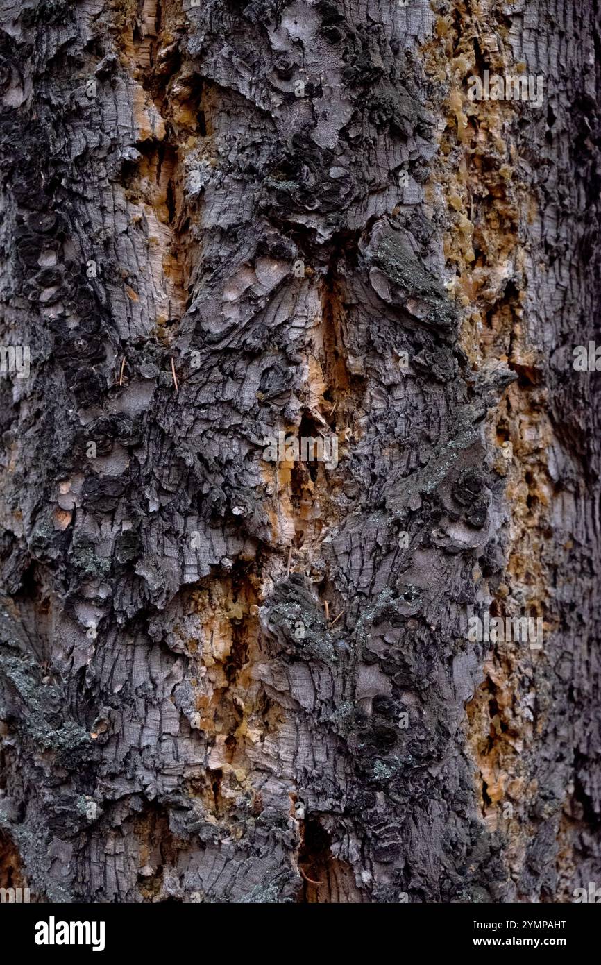 Old tree bark closeup texture Stock Photo - Alamy