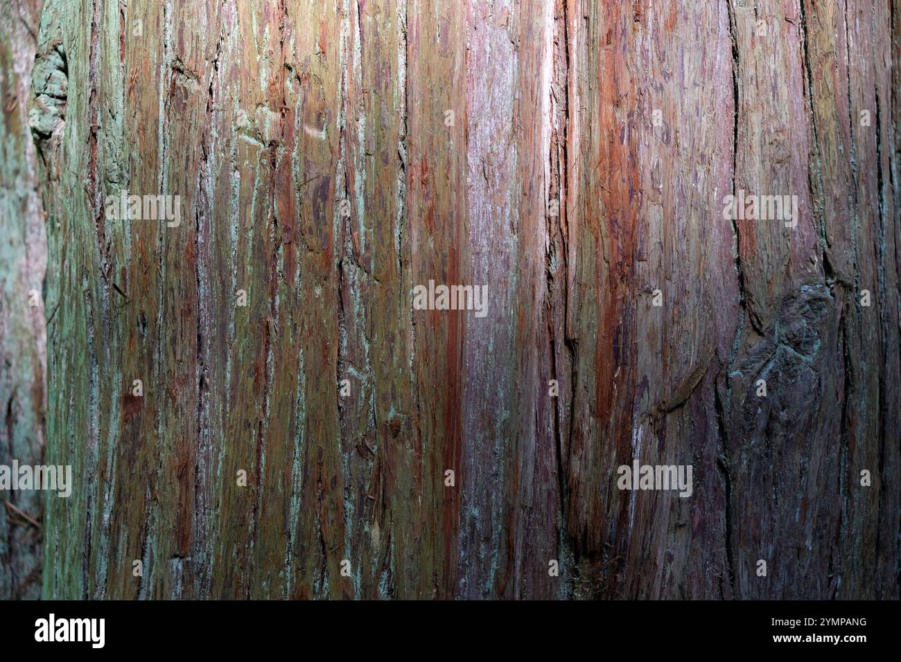 Live old growth red cedar tree detail texture closeup Stock Photo - Alamy