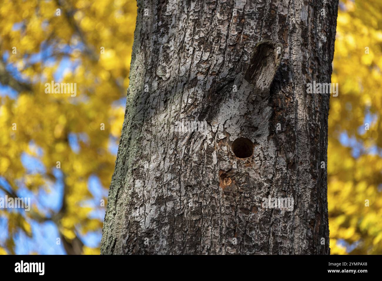 Wood with knotholes hi-res stock photography and images - Alamy