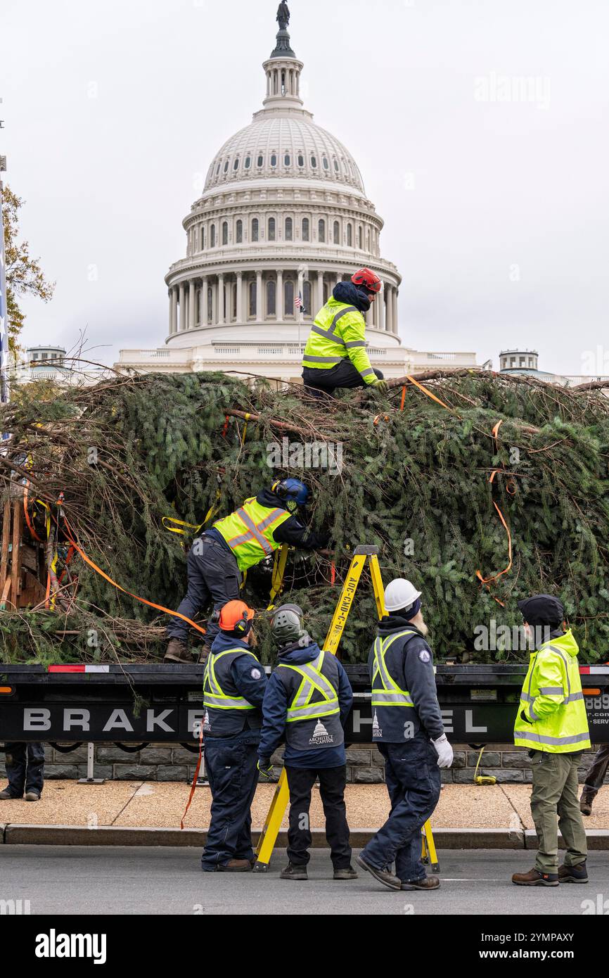The Capitol Christmas Tree, an 80-foot Sitka spruce, arrives in ...
