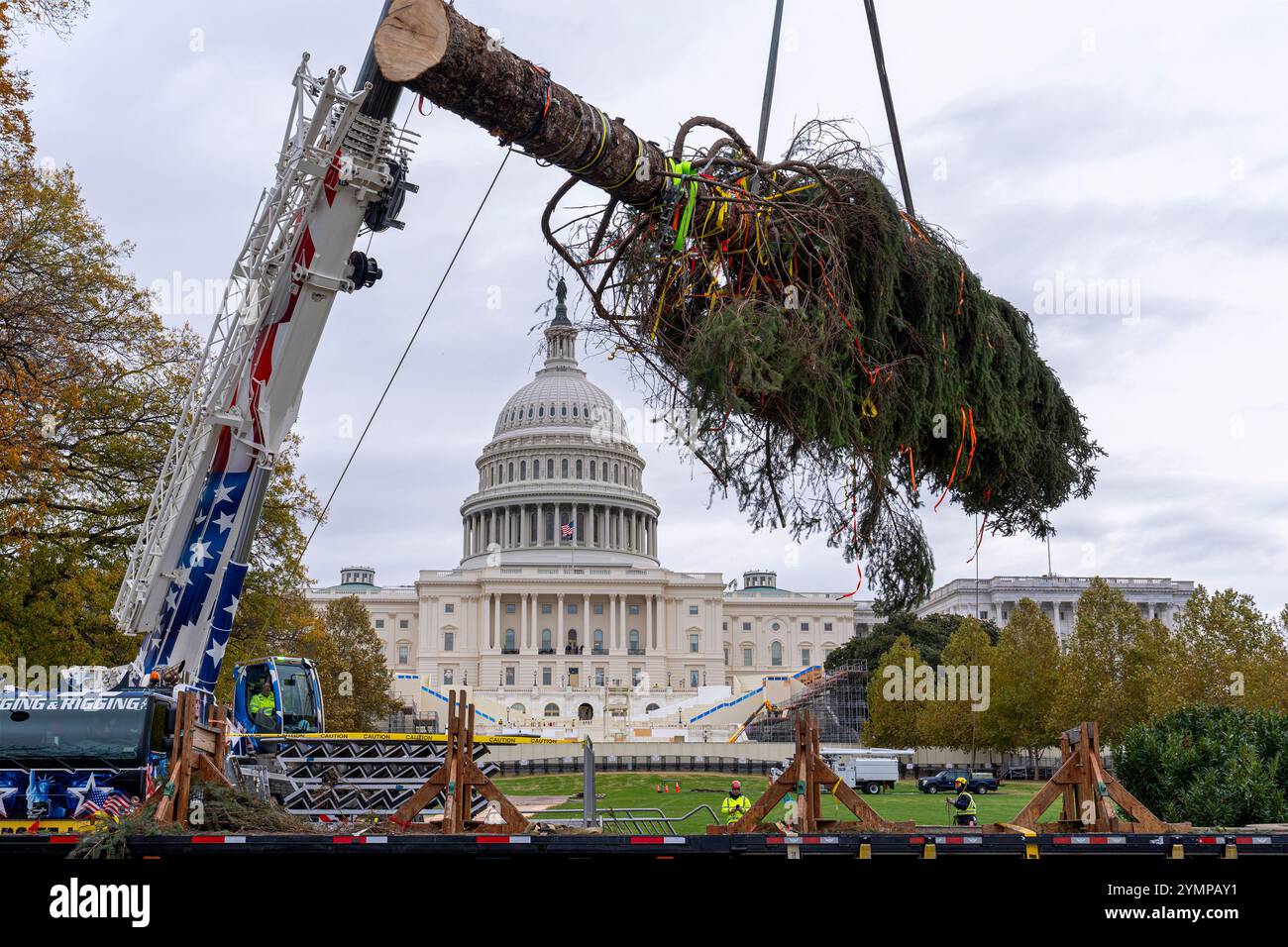 The Capitol Christmas Tree, an 80-foot Sitka spruce, arrives in ...