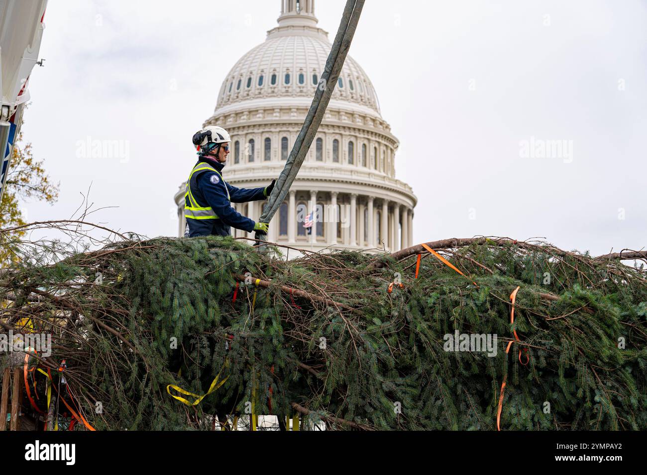 The Capitol Christmas Tree, an 80-foot Sitka spruce, arrives in ...