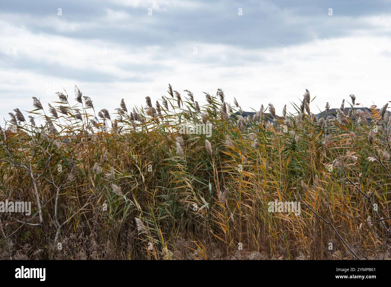 Pampas grass growing at Hamilton International Airport on Airport Road ...