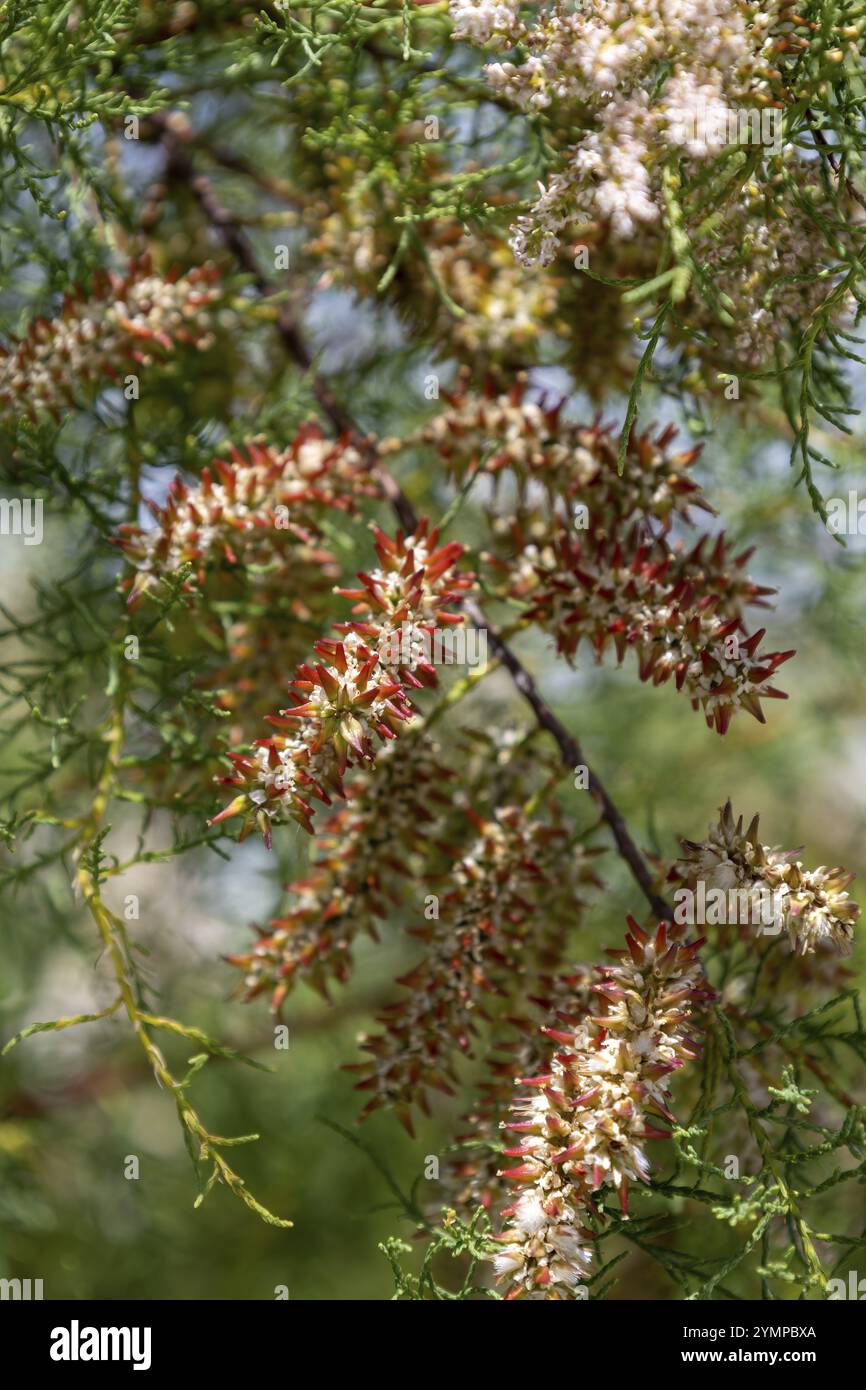 Tamarisk, Tamarix gallica, flowering in Rock Cornwall Stock Photo - Alamy