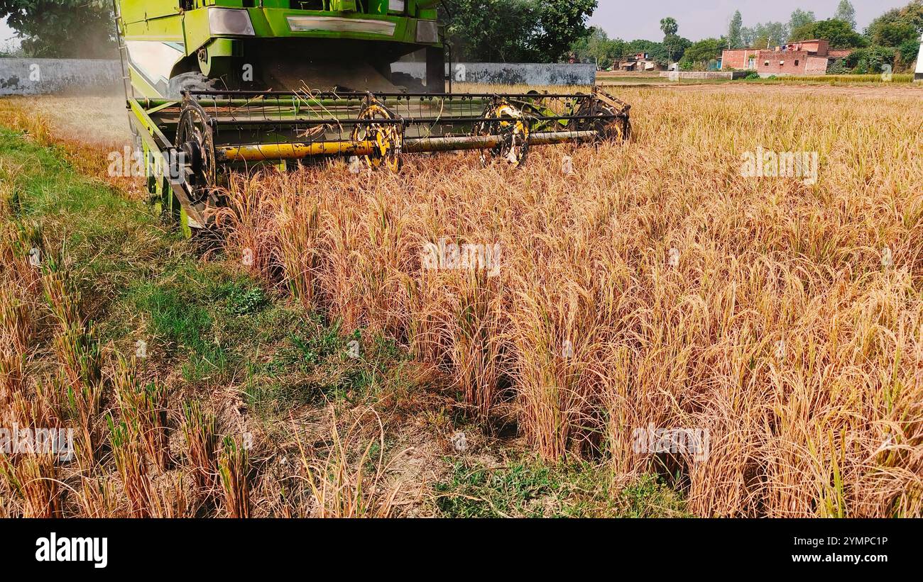 Rice Wheat Harvesting Machine cutting crops, farming Stock Photo - Alamy