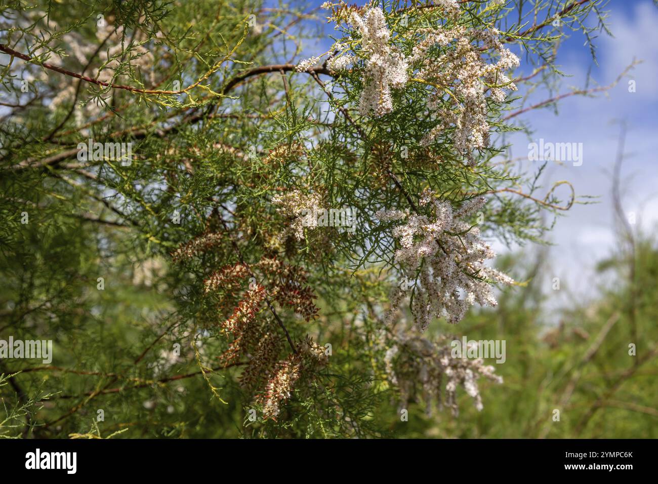 Tamarisk, Tamarix gallica, flowering in Rock Cornwall Stock Photo - Alamy
