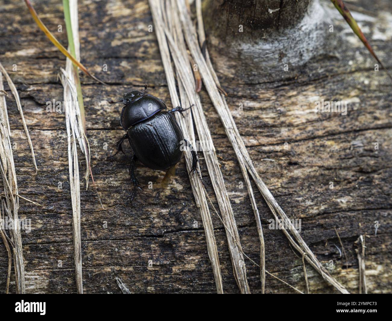 Dung beetle geotrupidae beetles coleoptera hi-res stock photography and images - Alamy