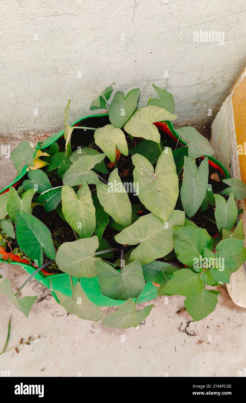 Taro root pacific hi-res stock photography and images - Alamy