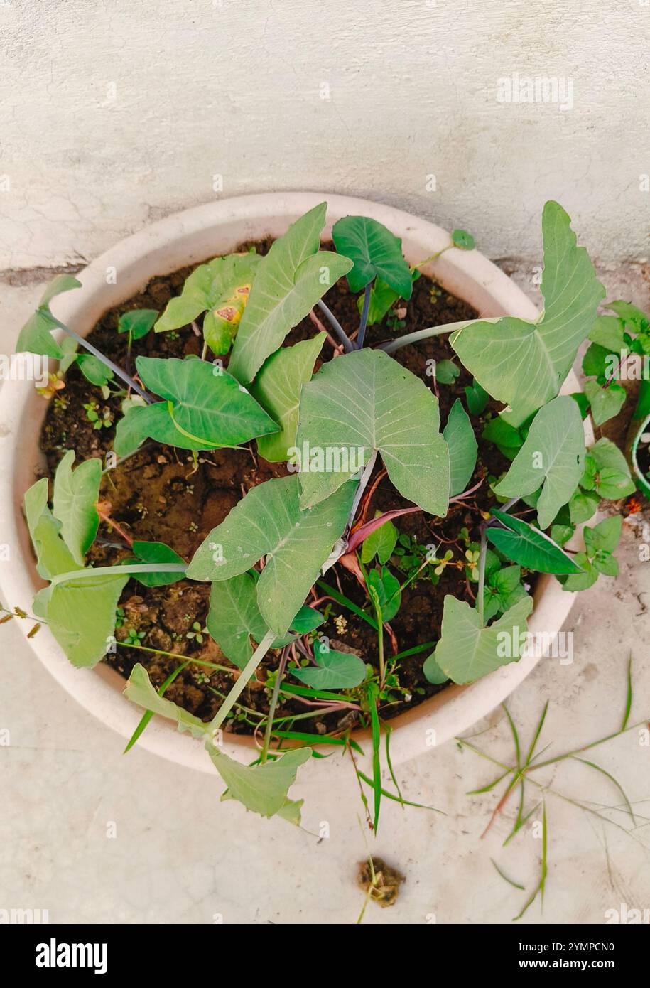 Taro a root vegetable grown on roof Stock Photo - Alamy