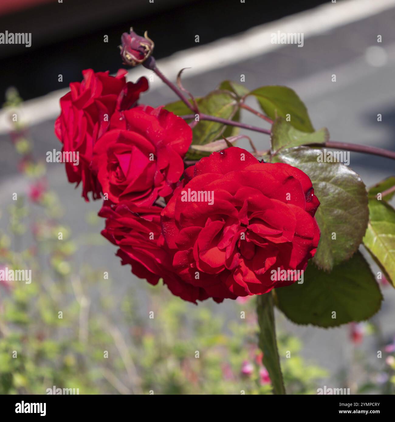 Open red roses hi-res stock photography and images - Alamy