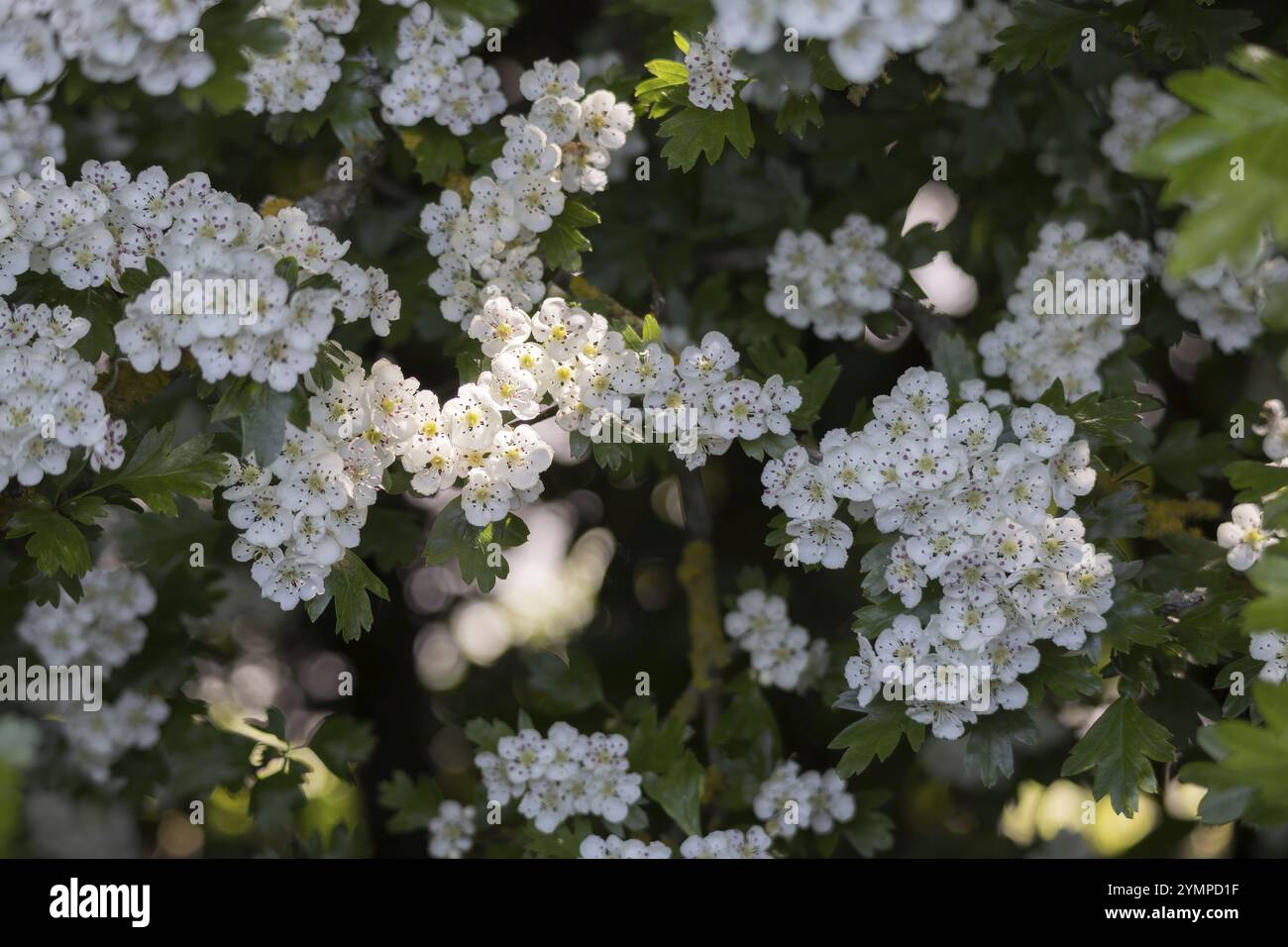 Hawthorn trees in blossom hi-res stock photography and images - Alamy