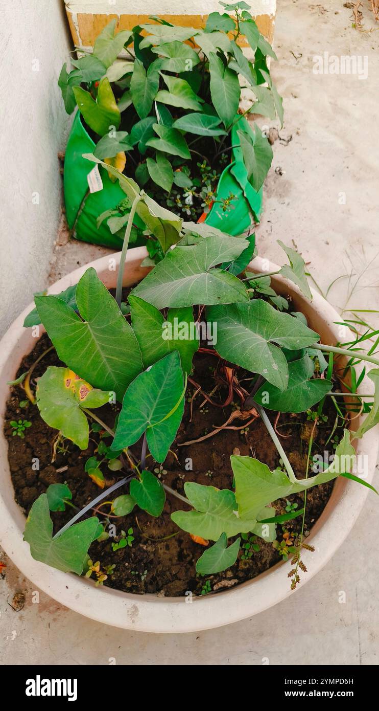 Taro a root vegetable grown on roof Stock Photo - Alamy