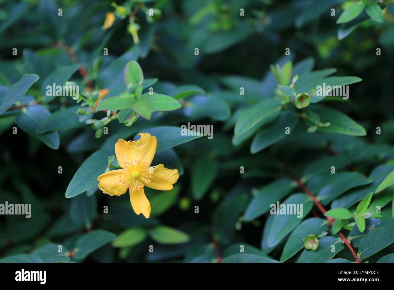 Single, isolated, St John's Wart yellow flower, green foliage. Also ...