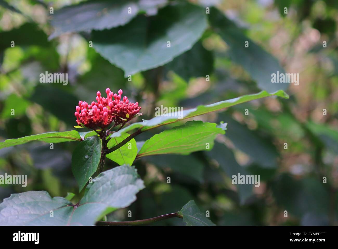 Ixora known jungle geranium hi-res stock photography and images - Alamy