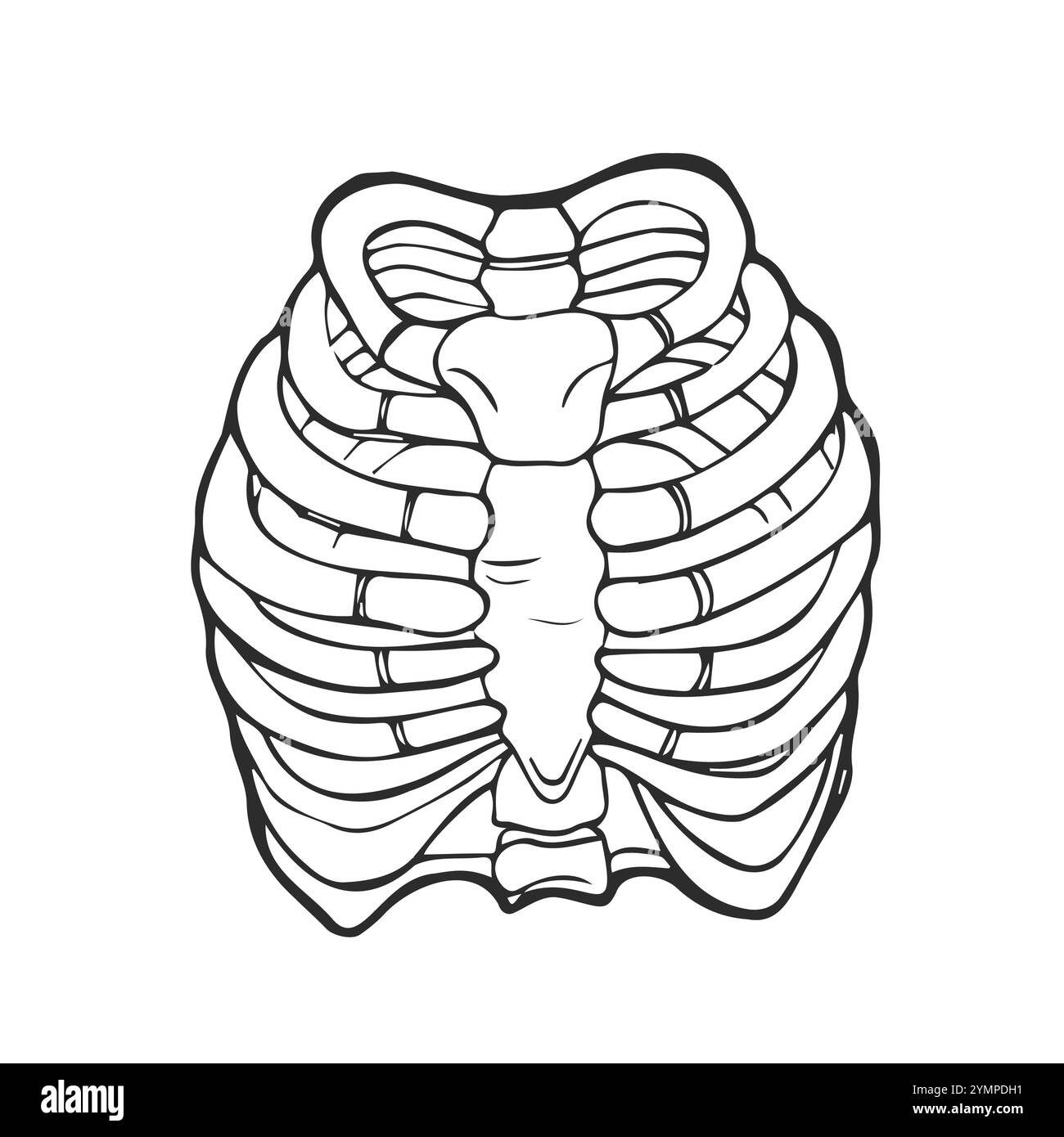 Doodle Illustration of human rib cage. Line art style. Boho vector ...