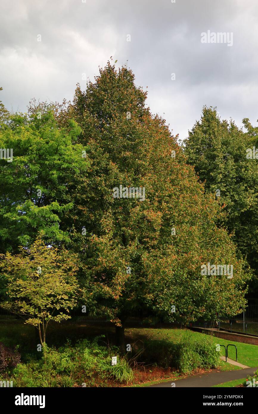 Botanical gardens: A Tilia Cordata tree aka small-leaved lime; small ...
