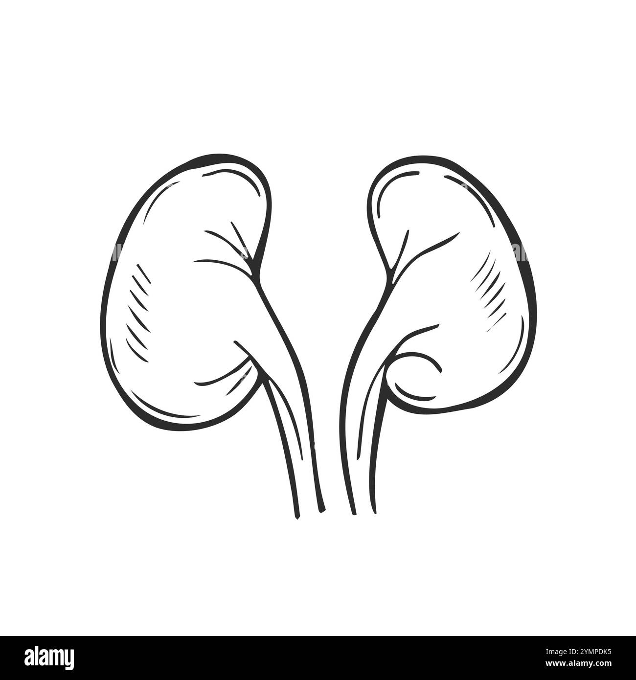 Kidneys hand drawn outline doodle icon. Kidney transplant and kidney ...