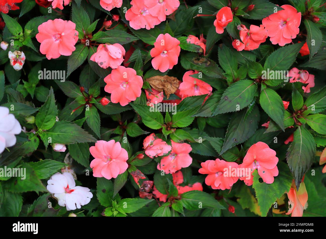 Sonic Salmon flowers: New Guinea Impatiens, Busy Lizzie and Busy Lizzy ...