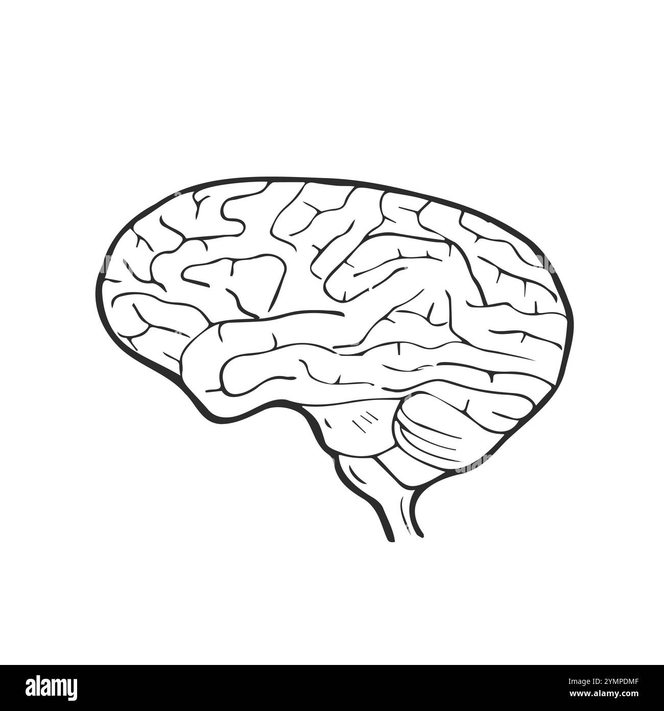 doodle brain icon with hand drawn style vector isolated background ...