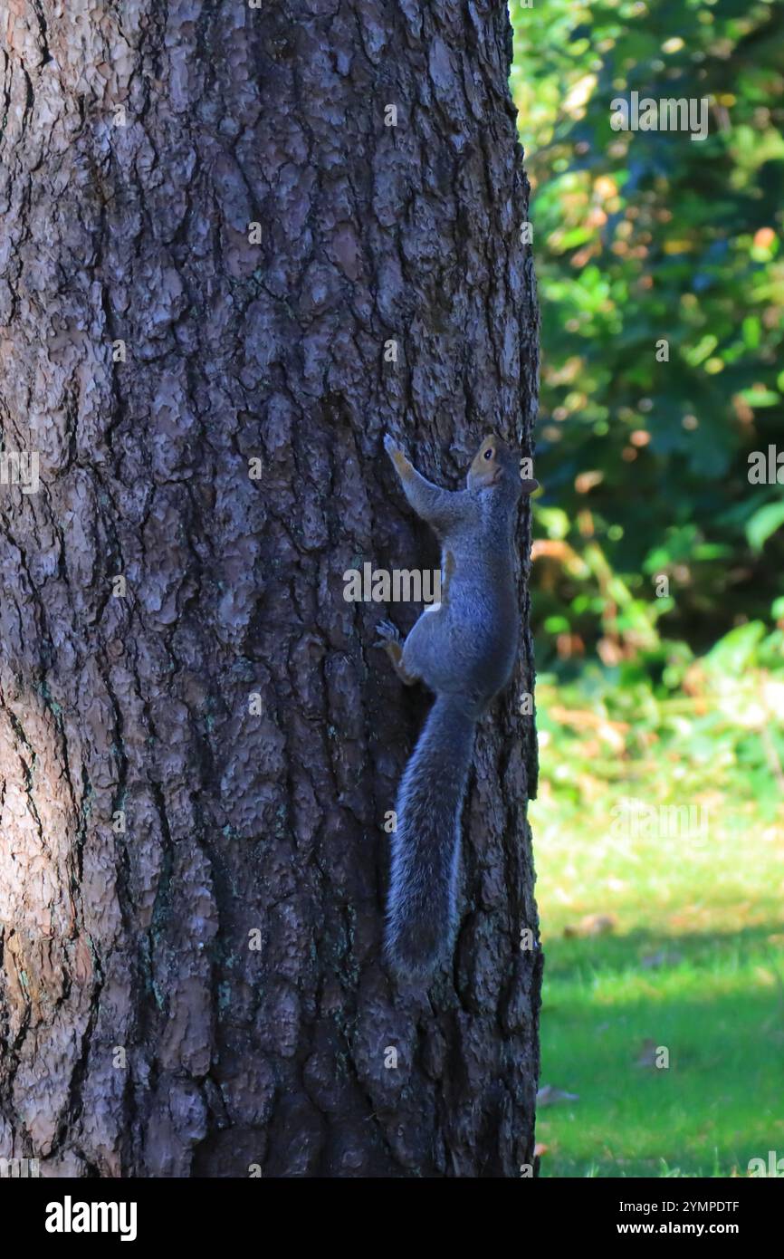 Vertical frame: A grey squirrel scurrying up a tree trunk, full body ...