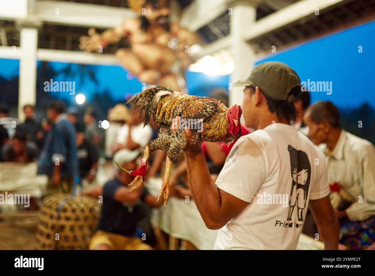 The arena of Asian fighting rooster fights with local residents as ...