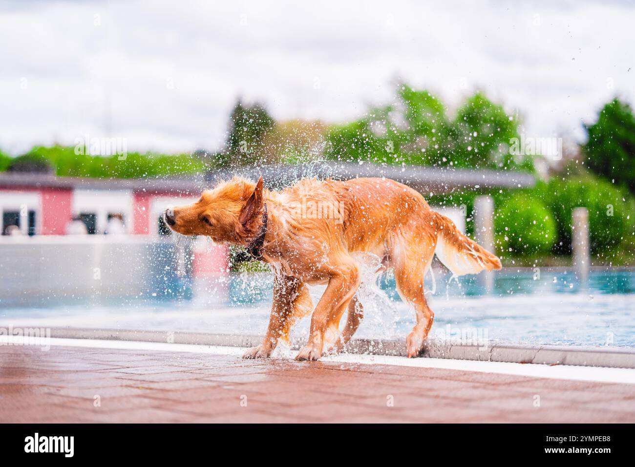 Golden retriever shakes off water hi-res stock photography and images ...