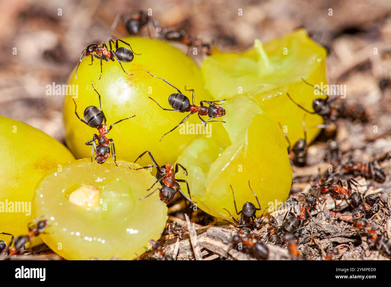 Funny ants steal grapes from a plate, white background Stock Photo - Alamy