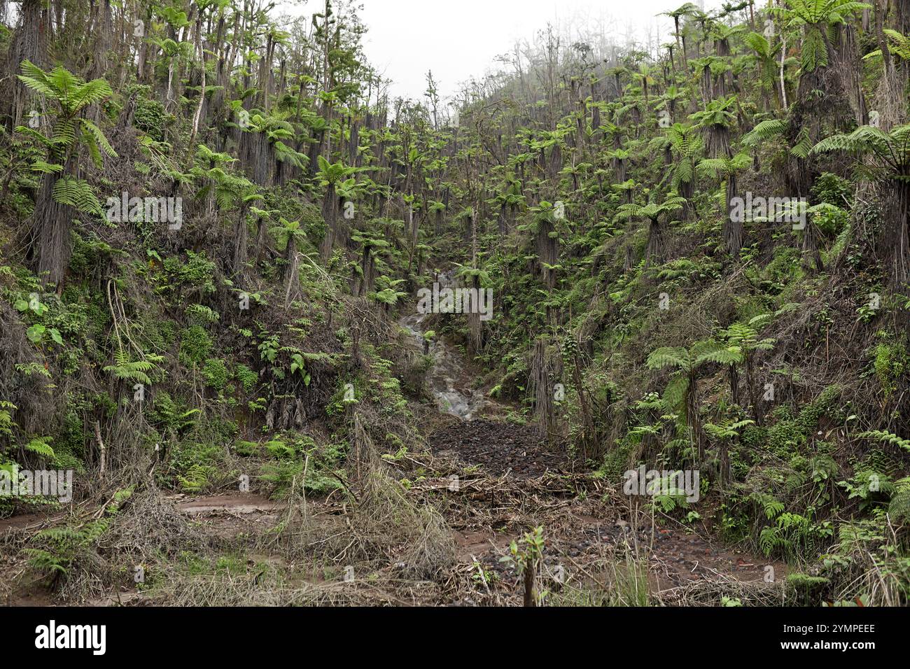 New jungle with palm trees grows on the volcano after the eruption ...