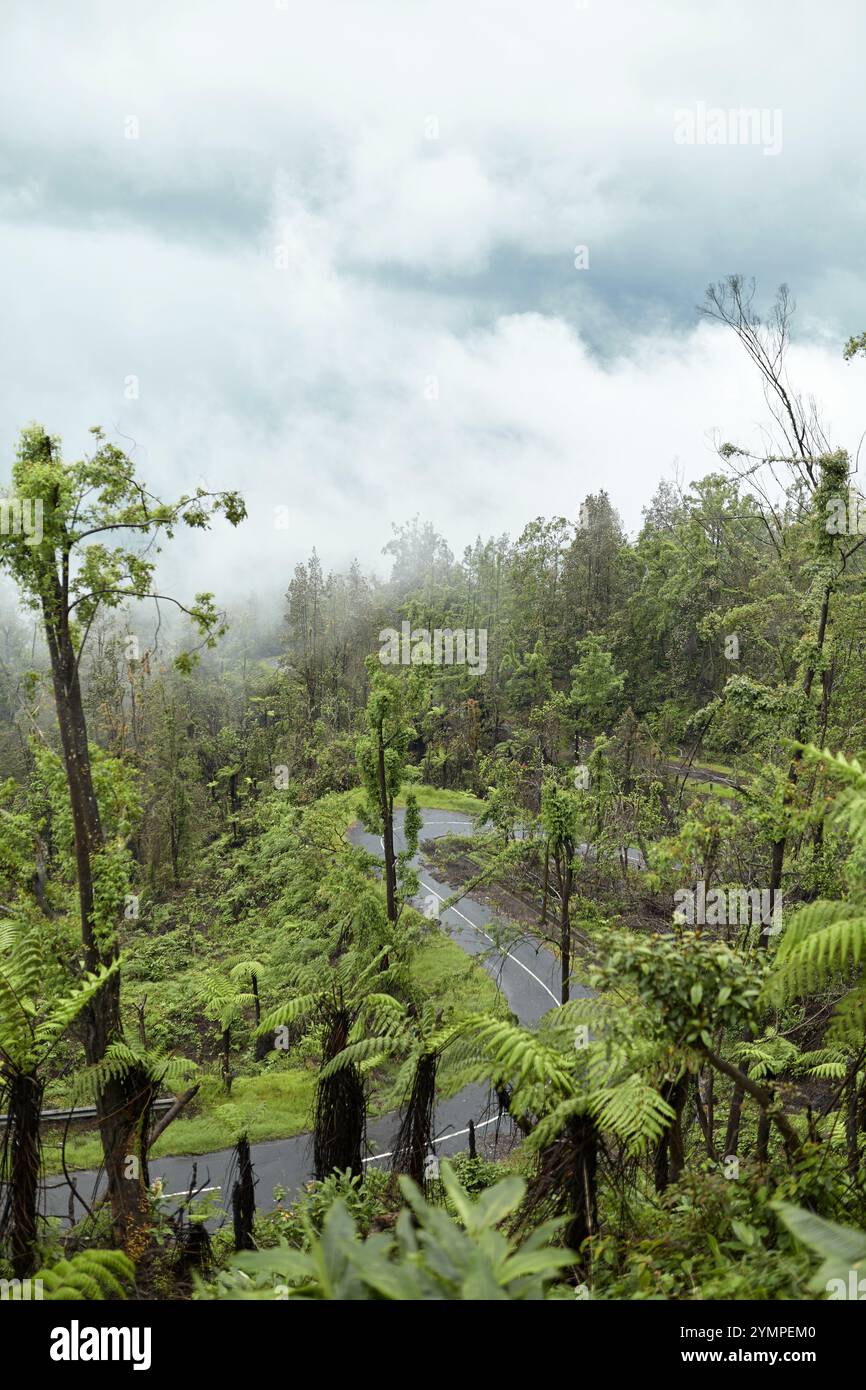 Mystical atmosphere in a destroyed forest on a volcano after an ash ...