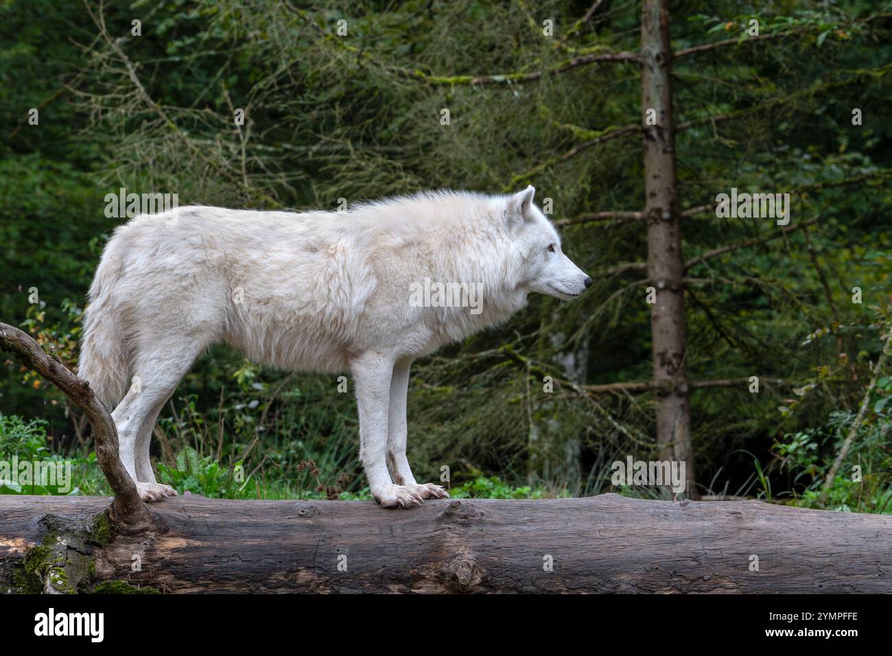 Arctic wolf / white wolf / polar wolf (Canis lupus arctos) native to ...