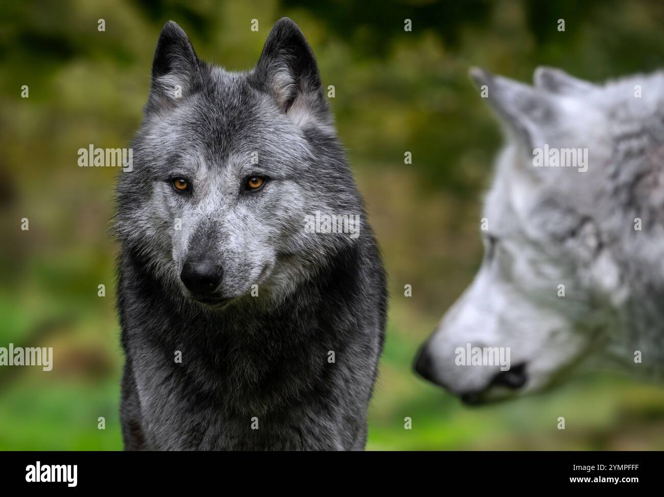 Mackenzie valley wolf canadian timber hi-res stock photography and ...
