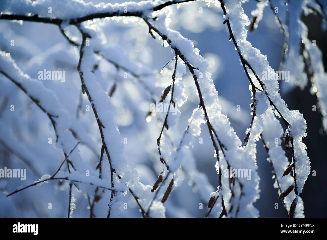 Plants, trees and bushes covered with ice and snow after snowfall in ...