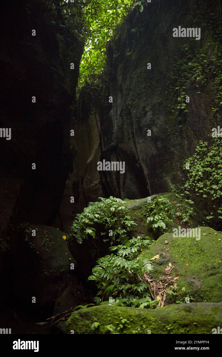 Rocks and huge boulders covered with moss in the jungle on the popular ...