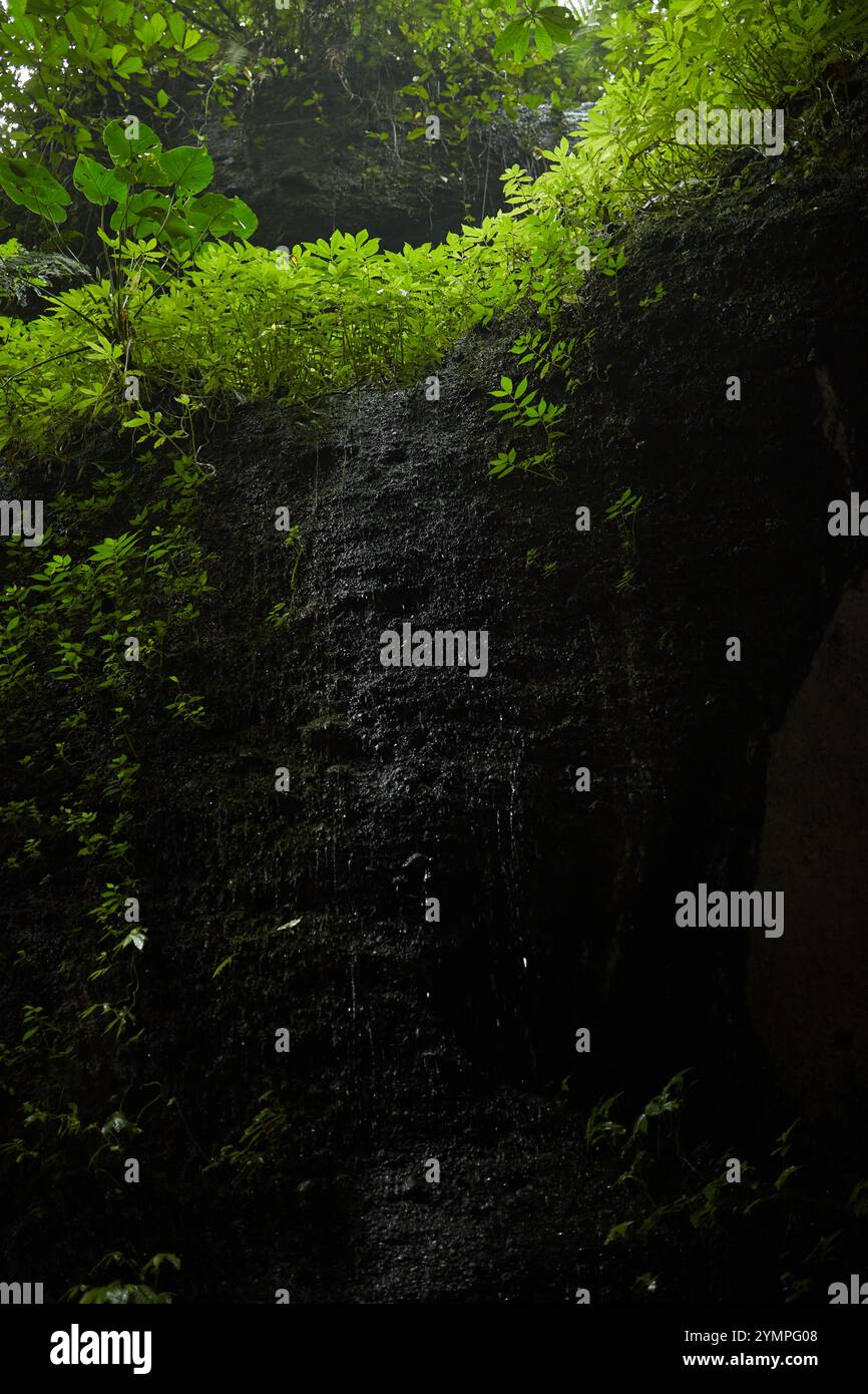 Close-up of rocks and stones in the jungle covered with moss and green ...