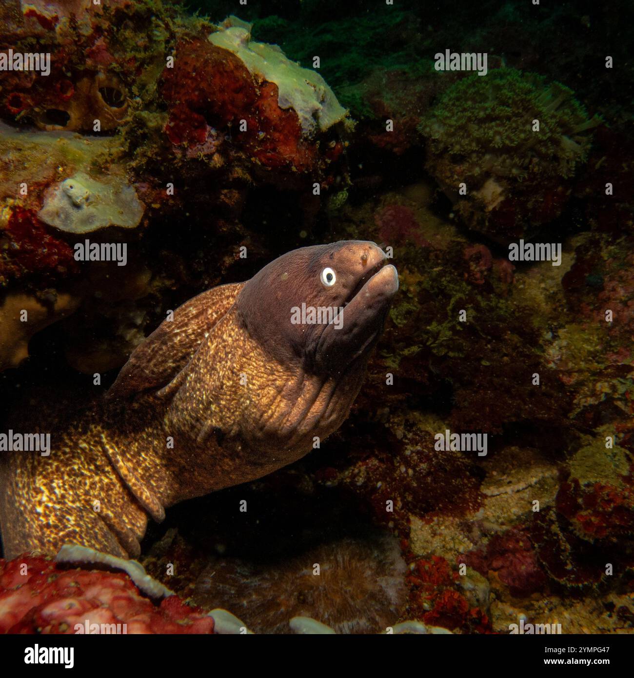 A Yellowmargin Moray Eel or Gymnothorax flavimarginatus in a beautiful ...